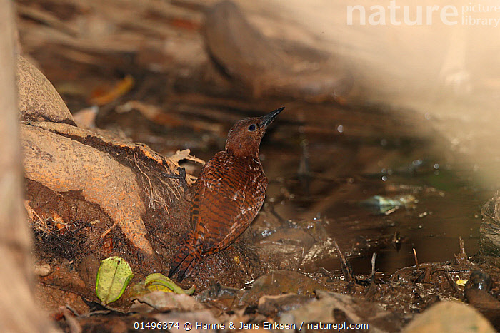 Stock photo of Rufous woodpecker (Micropternus brachyurus) at water ...