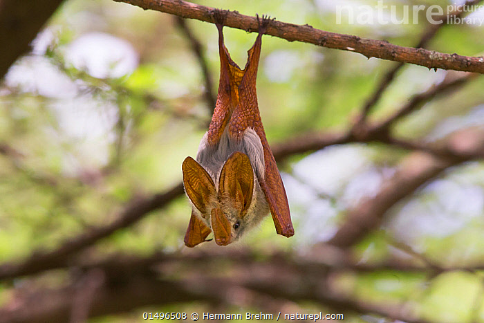 Stock photo of Yellow-winged bat (Lavia frons) Ndutu, Tanzania ...