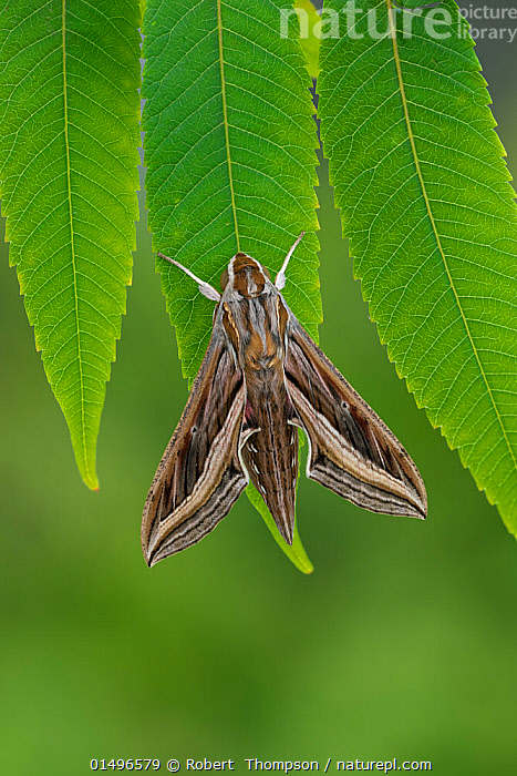 Stock photo of Silver-striped hawkmoth (Hippotion celerio) resting ...