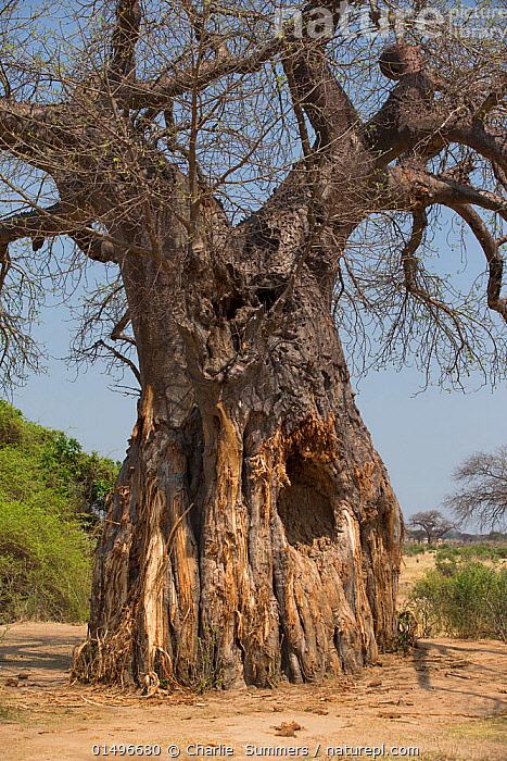 Stock photo of Baobab tree (Adansonia digitata) damaged by elephants ...