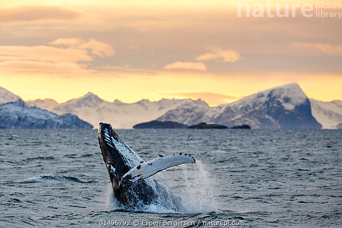 Stock photo of Humpback whale (Megaptera novaeangliae) breaching ...