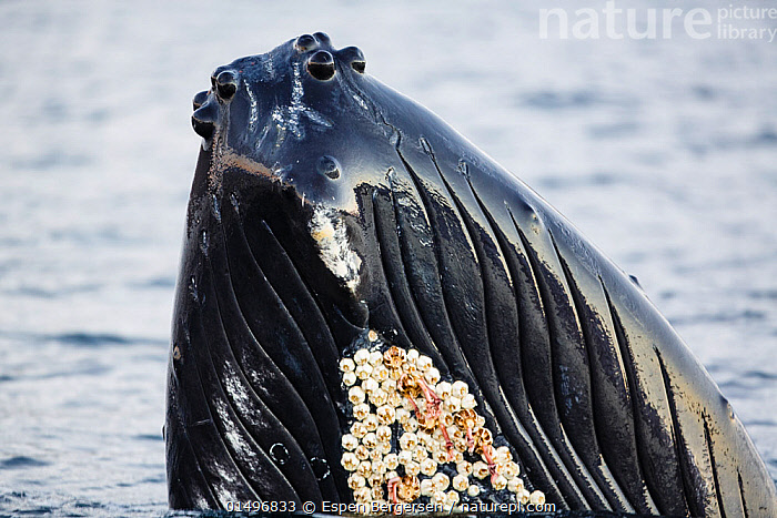 Humpback Whale Spyhopping