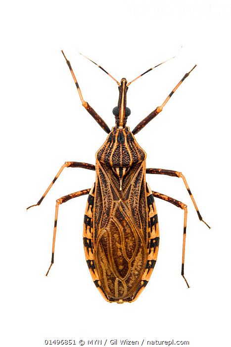 Stock photo of Kissing bug (Rhodnius pictipes), an important vector in ...