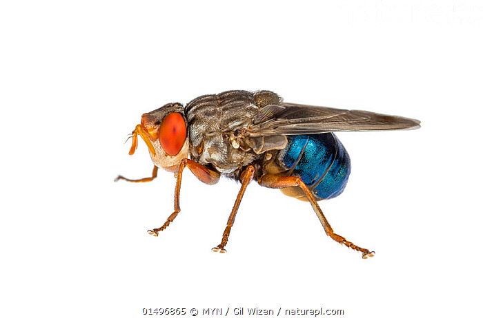 Stock photo of Human botfly (Dermatobia hominis), adult, lateral view ...