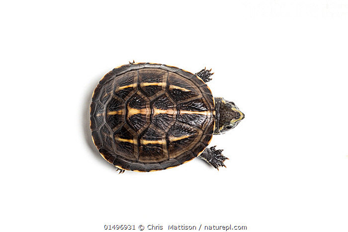 Stock photo of Three-striped mud turtle (Kinosternon baurii) hatchling ...