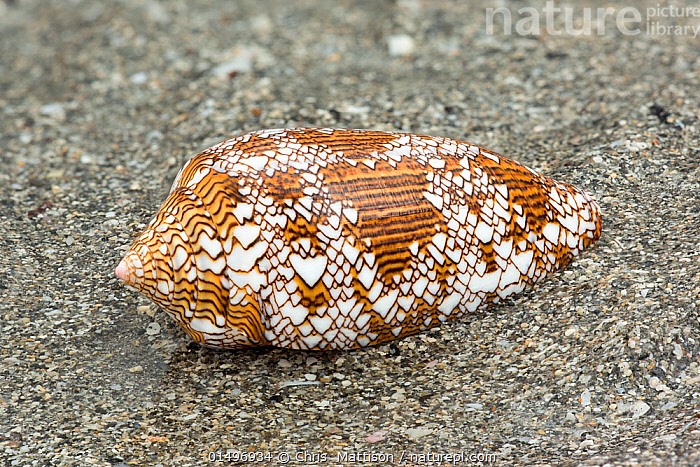 Stock photo of Textile cone shell (Conus textile) on beach, a highly ...