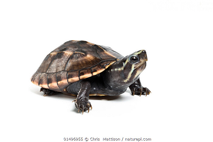 Stock photo of Three-striped mud turtle (Kinosternon baurii) sub-adult ...