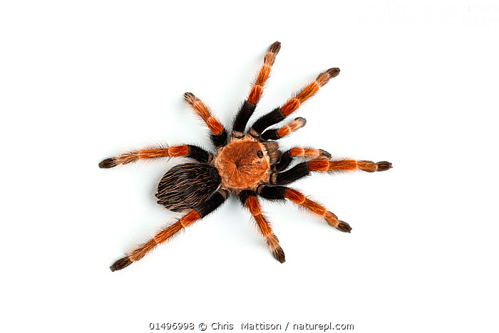 Mexican Fire Leg Tarantula