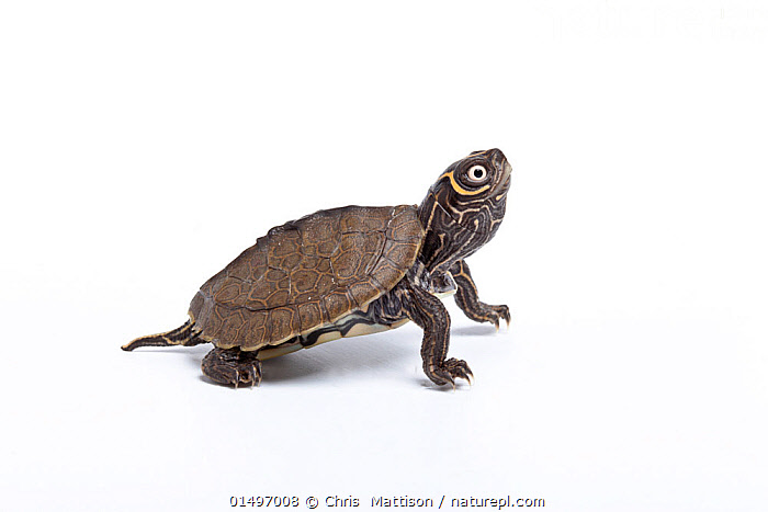 Stock photo of Mississippi map turtle (Graptemys pseudogeographica ...