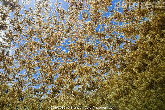 Stock photo of Sargassum weed (possibly Sargassum natans) floating on ...