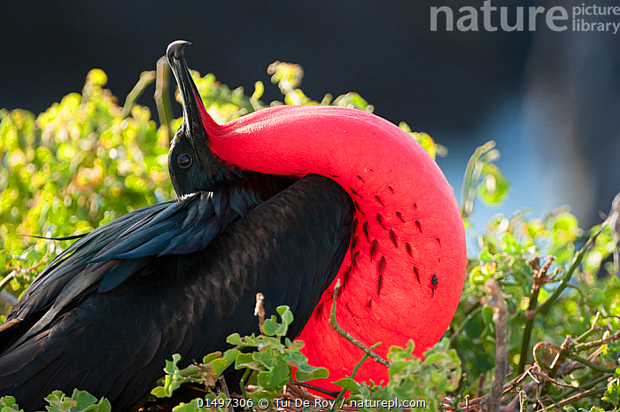 Stock photo of Great frigatebird (Fregata minor) male displaying ...