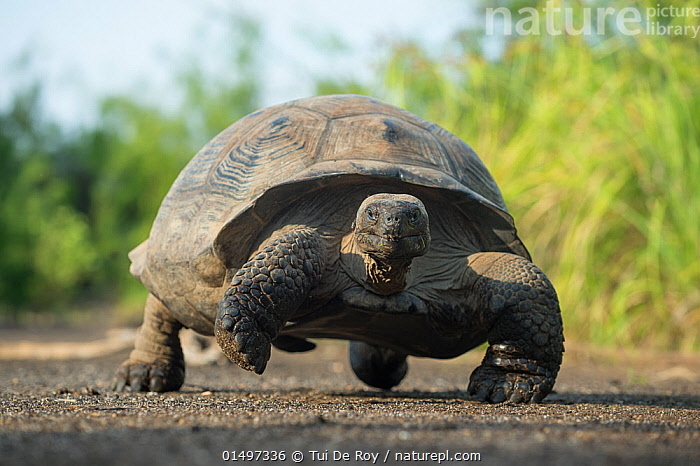 Stock photo of Alcedo Galapagos tortoise (Chelonoidis nigra ...