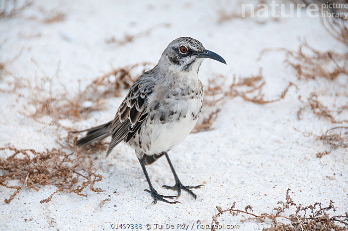 Stock photo of Espanola mockingbird (Mimus macdonaldi) on beach ...