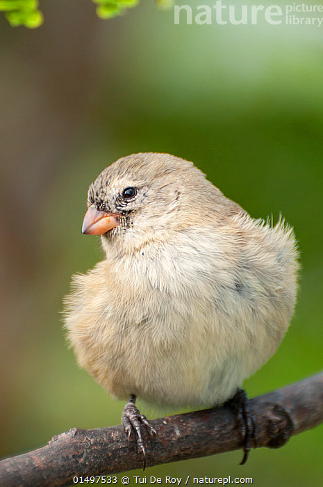 Stock photo of Small tree finch (Camarhynchus parvulus) portrait ...