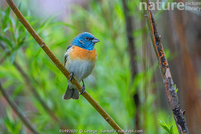 Stock photo of Lazuli Bunting (Passerina amoena) Grand Teton National ...