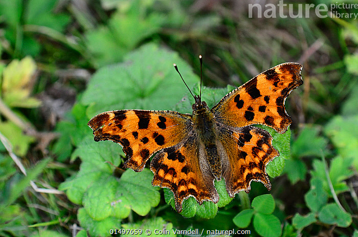 Stock photo of Comma butterfly (Polygonia c-album) at rest. Dorset, UK ...