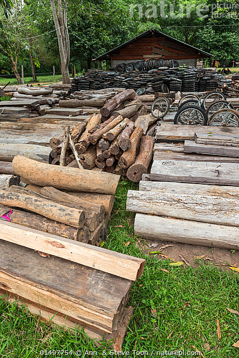 Stock photo of Siam rosewood tree (Dalbergia cochinchinensis) timber ...