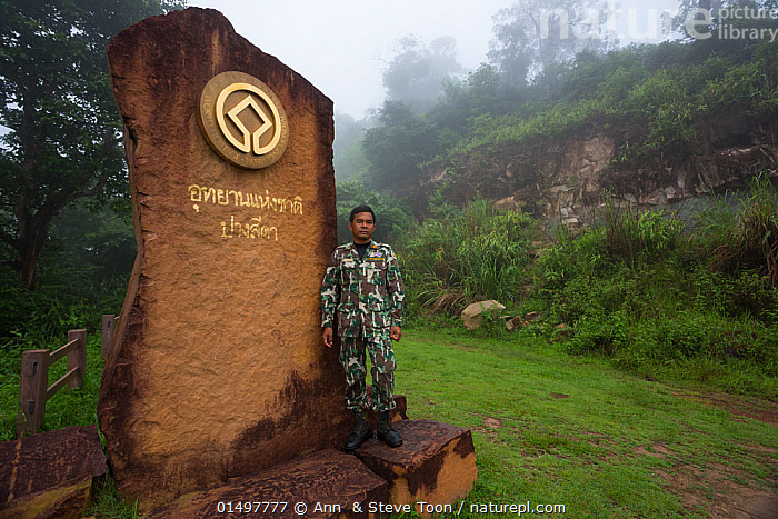 Stock photo of Kaew Konkam, ranger, at World Heritage Site sign, Pang ...