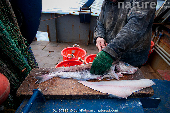 Stock photo of Fisherman filleting Haddock (Melanogrammus aeglefinus ...