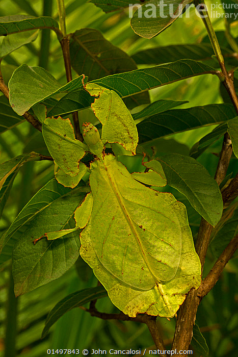 Stock photo of Giant leaf insect (Phyllium giganteum) captive, occurs ...