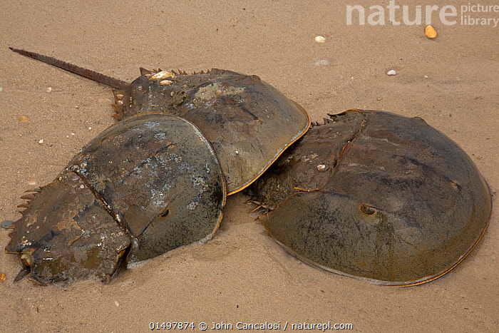 Stock photo of Horseshoe crabs (Limulus polyphemus) ashore to breed ...