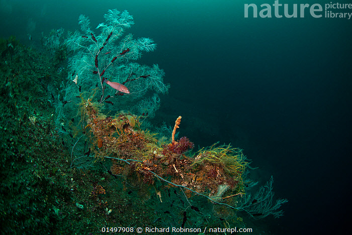 Stock photo of Gridled wrasse (Notolabrus cinctus) and Fiordland Black ...