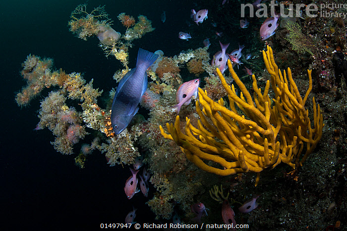 Stock photo of Gridled wrasse (Notolabrus cinctus) and butterfly perch ...