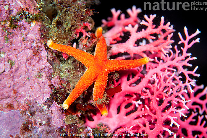 Red Starfish A Pearl Sea Star (Fromia Monilis: 18cms.) Showing Its ...