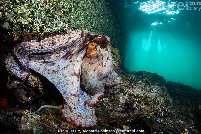 Stock photo of Maori octopus (Octopus maorum) underneath a wharf in the ...