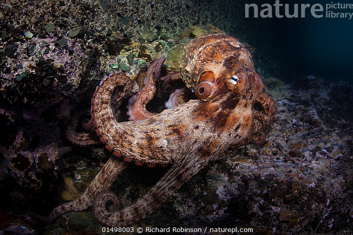 Stock photo of Maori octopus (Octopus maorum) underneath a wharf in the ...