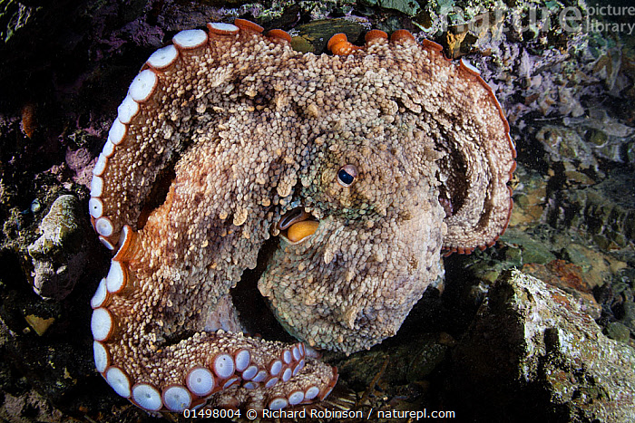 Stock photo of Maori octopus (Octopus maorum) underneath a wharf in the ...