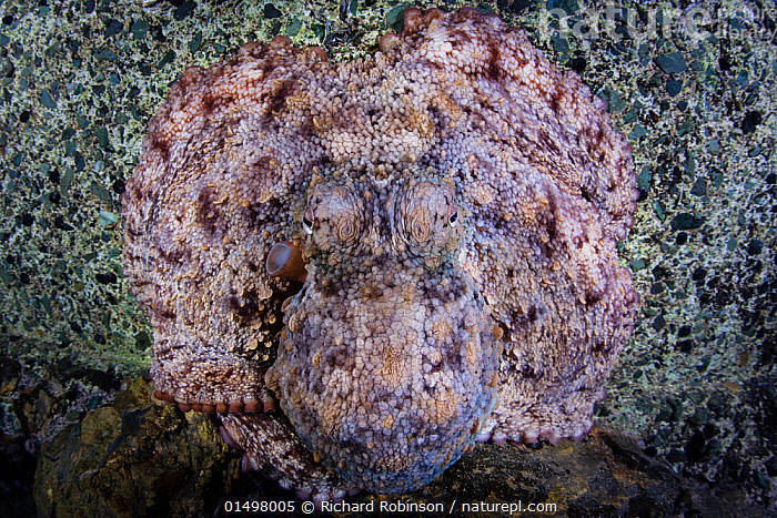 Stock photo of Maori octopus (Octopus maorum) underneath a wharf in the ...