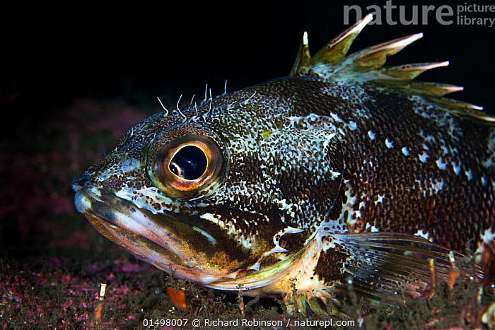 Stock photo of Jock Stewart, Sea Perch (Helicolenus percoides) Dusky ...