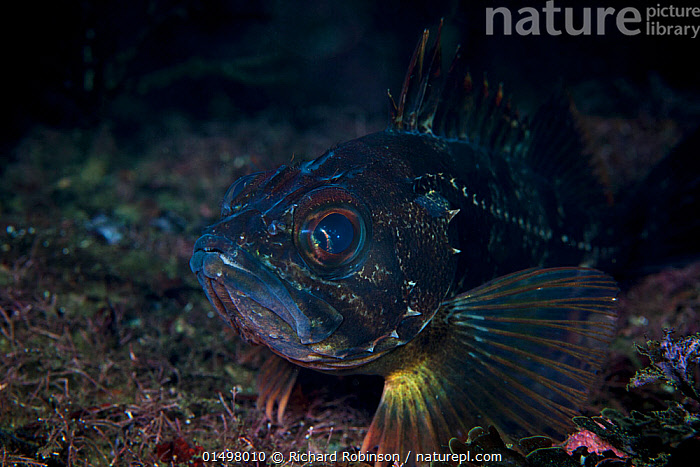 Stock photo of Jock stewart (Helicolenus percoides), Dusky Sound ...