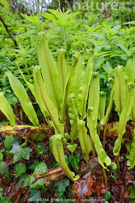 Stock photo of Clump of Hart's-tongue fern (Phyllitis / Asplenium ...