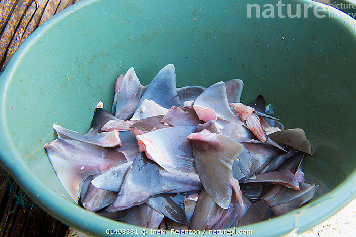 Stock photo of Bucket of Shark fins (Squalus sp) for sale in fish ...
