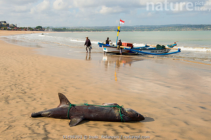 Stock photo of Dead shark on beach with tail and pectoral fins removed ...