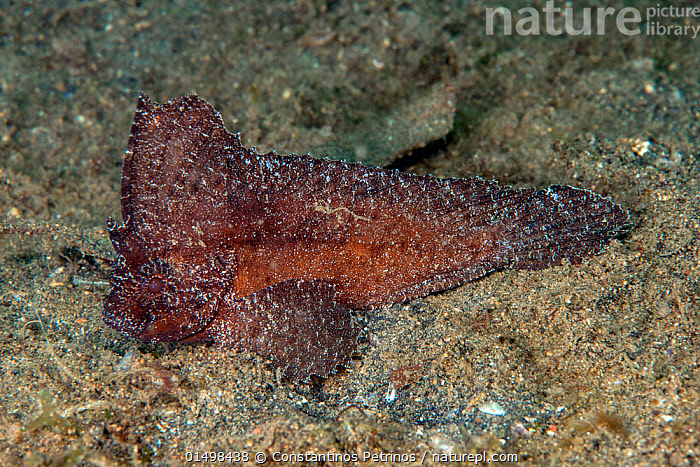 Stock photo of Cockatoo leaf-fish (Ablabys taenianotus) Lembeh Strait ...