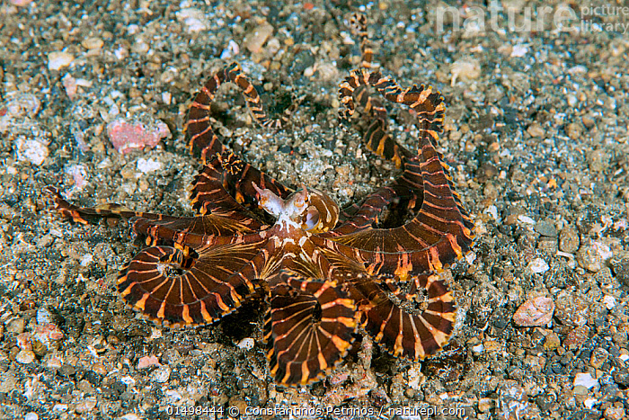 Stock photo of Wunderpus (Wunderpus photogenicus) hunting, displaying ...