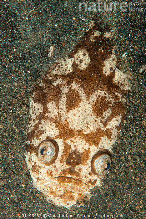 Stock photo of Whitemargin stargazer (Uranoscopus sulphureus) fish half ...