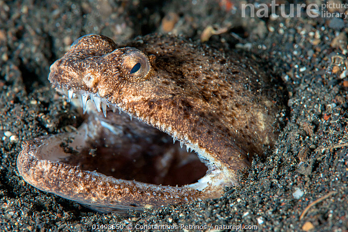 Smiling Snake Eel