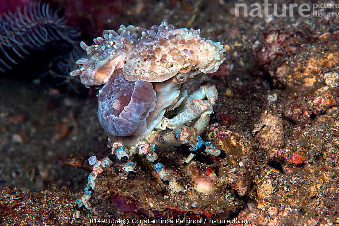 Stock photo of Corallimorph decorator crab (Cyclocoeloma tuberculata ...