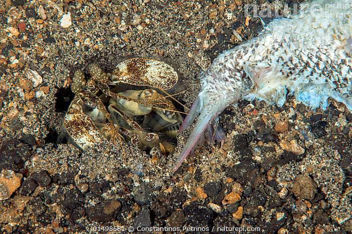 Stock photo of Tiger Mantis Shrimp (Lysiosquillina maculata) trying to ...