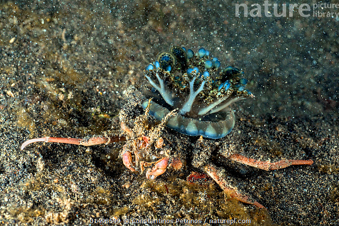 Stock photo of Jellyfish carry crab (Ethusa sp.) carrying Upside-down ...