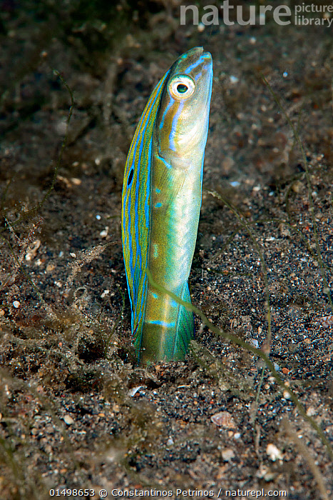 Stock photo of Hair-tail blenny (Xiphasia setifer) adult coming out of ...