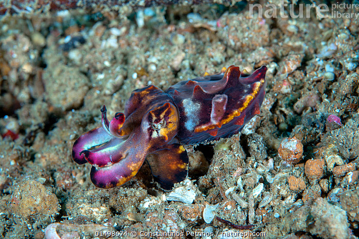 Stock photo of Flamboyant cuttlefish (Metasepia pfefferi) walking on ...