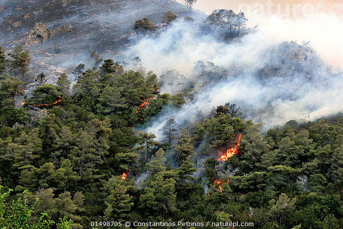 Stock photo of Mediterranean pines (Pinus halepensis) in forest fire ...