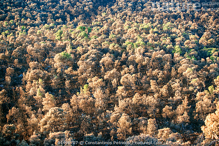 Stock photo of Scorched Mediterranean pine (Pinus halepensis) forest ...