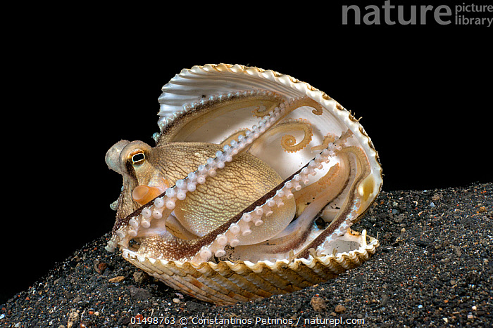 Stock photo of Margined octopus (Amphioctopus marginatus) hiding inside ...