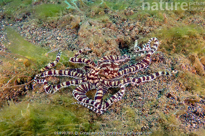 Stock photo of Mimic octopus (Thaumoctopus mimicus) displaying while ...